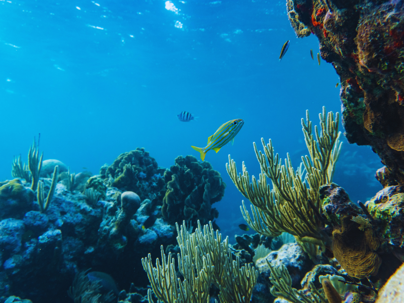 Dia Mundial dos Oceanos | 8 de Junho - Calendarr