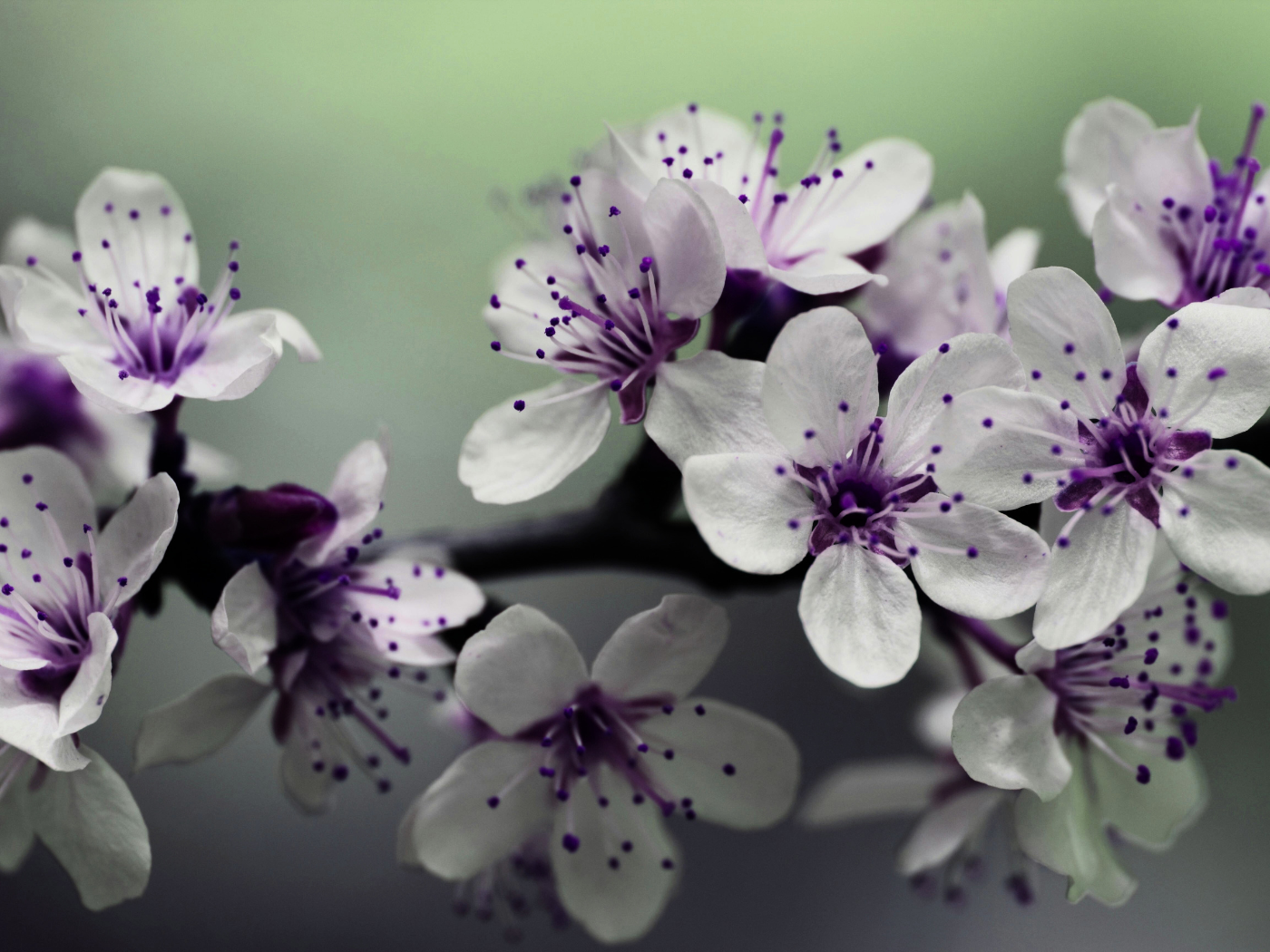 What Is National Flower Day
