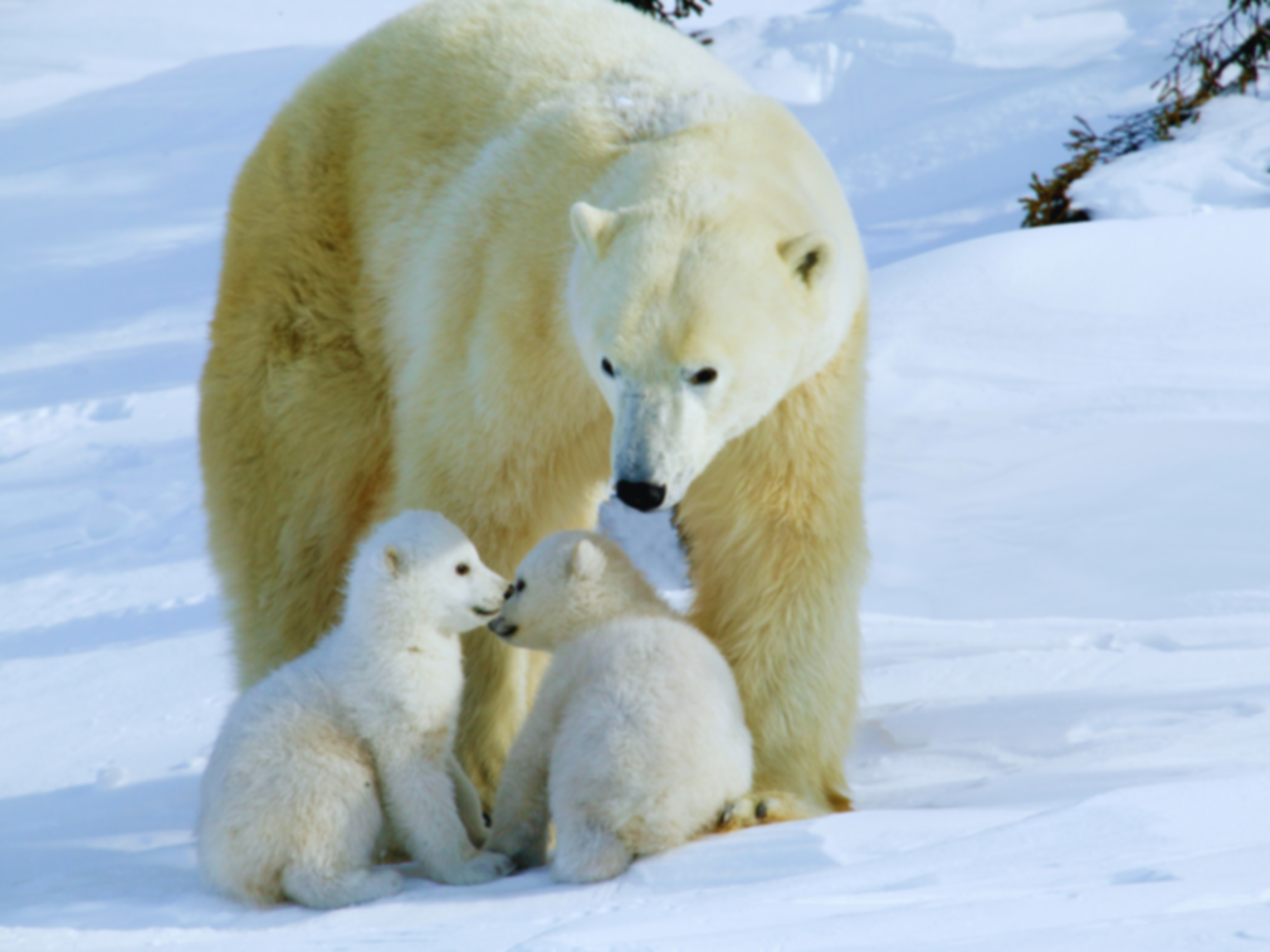 Día Mundial del Oso Polar: por qué se celebra - Calendarr