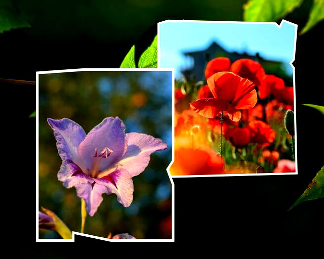 Birth Month Flowers: Discover What Yours Means - Calendarr