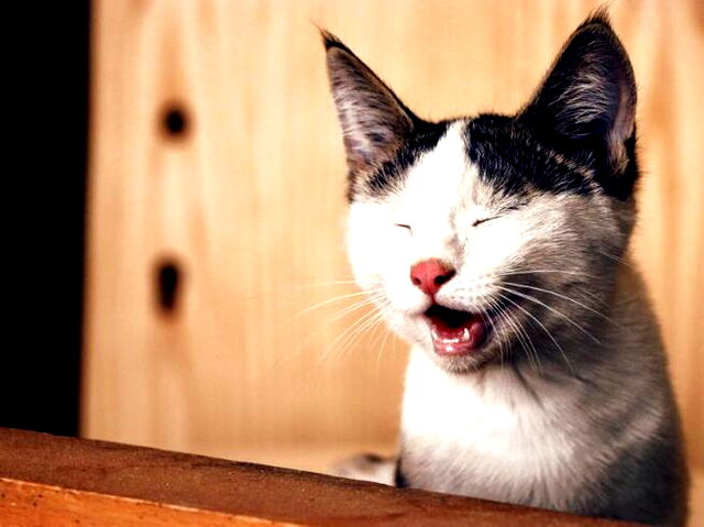 Celebrate International Joke Day With Non-Stop Giggles On July 1 ...