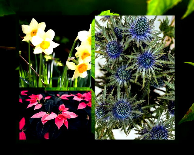 Birth Month Flowers: Discover What Yours Means - Calendarr