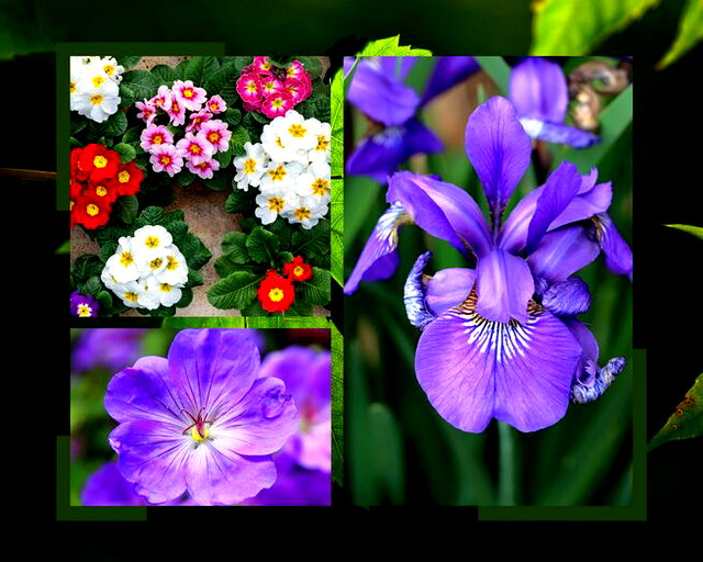 Birth Month Flowers: Discover What Yours Means - Calendarr