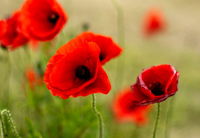 Remembrance Day: History and Significance Explained | November 11 ...