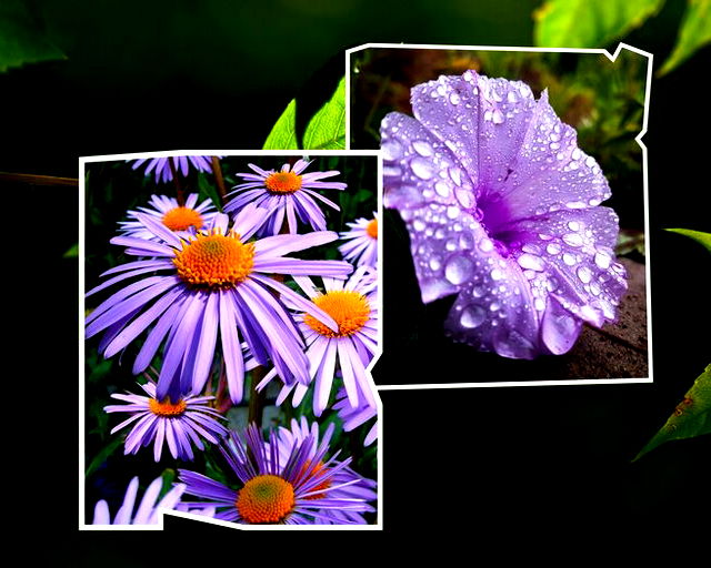 Birth Month Flowers: Discover What Yours Means - Calendarr