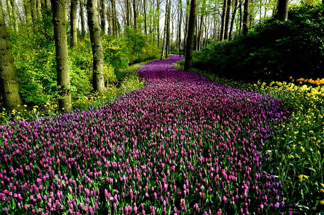 Spring in Australia - Calendarr