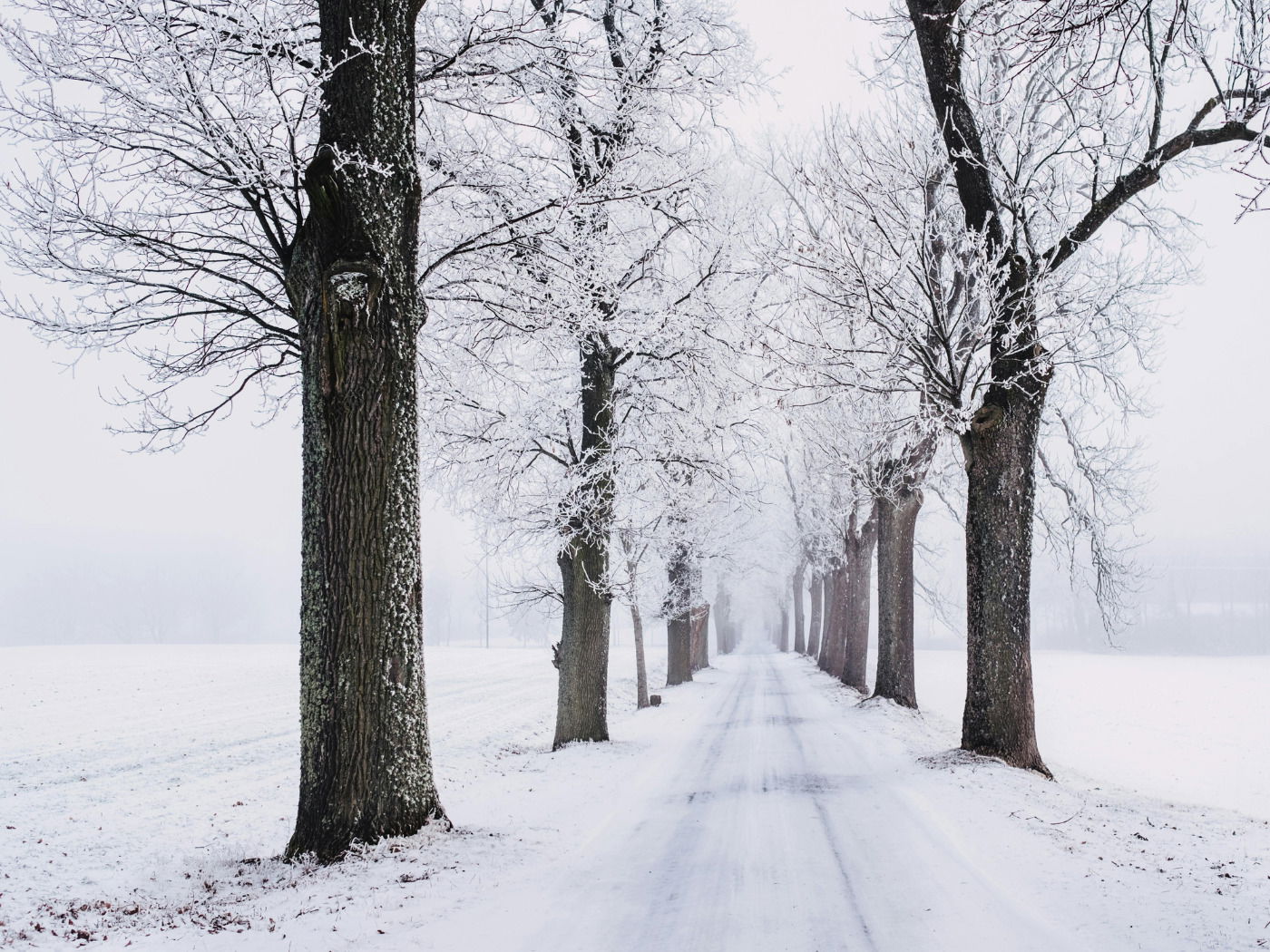 Winter: Duration, Characteristics, Celebrations, and Interesting Facts ...