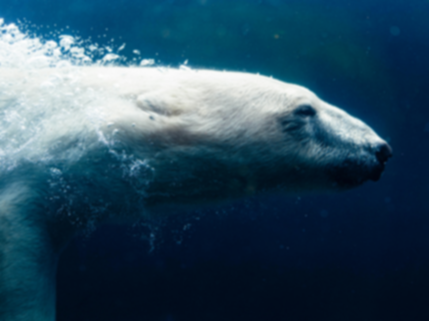 International Polar Bear Day | February 27 - Calendarr