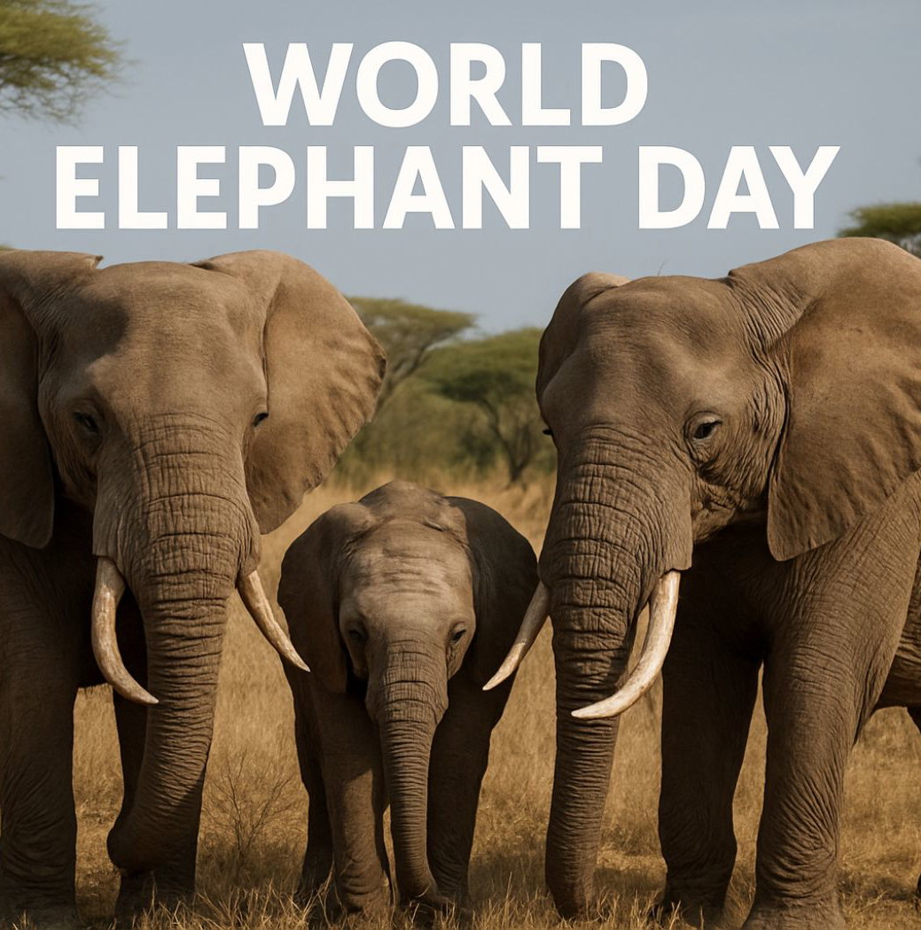 Elephant Day Wishes