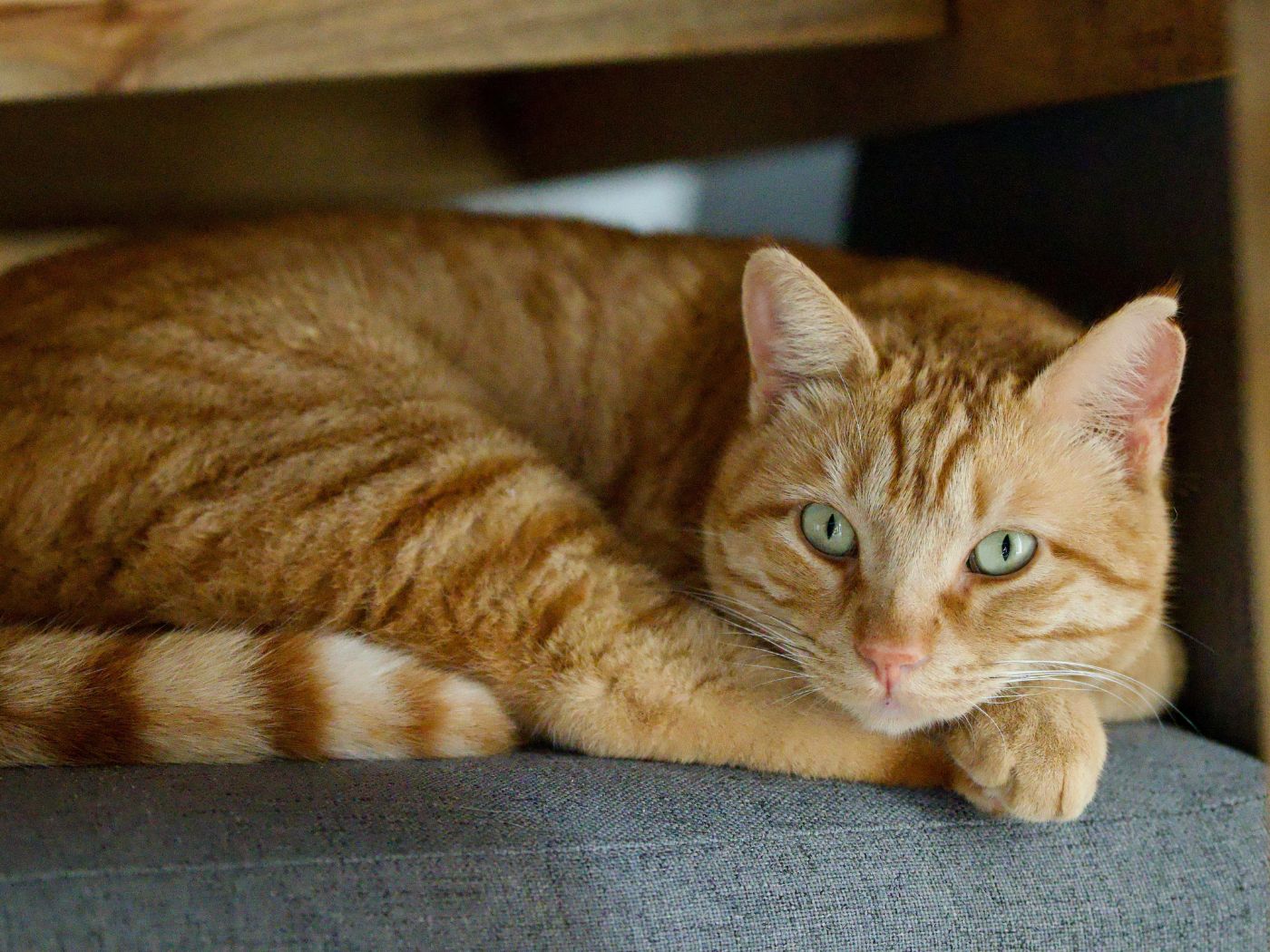 Get ready to celebrate the smartest feline, Garfield on National ...