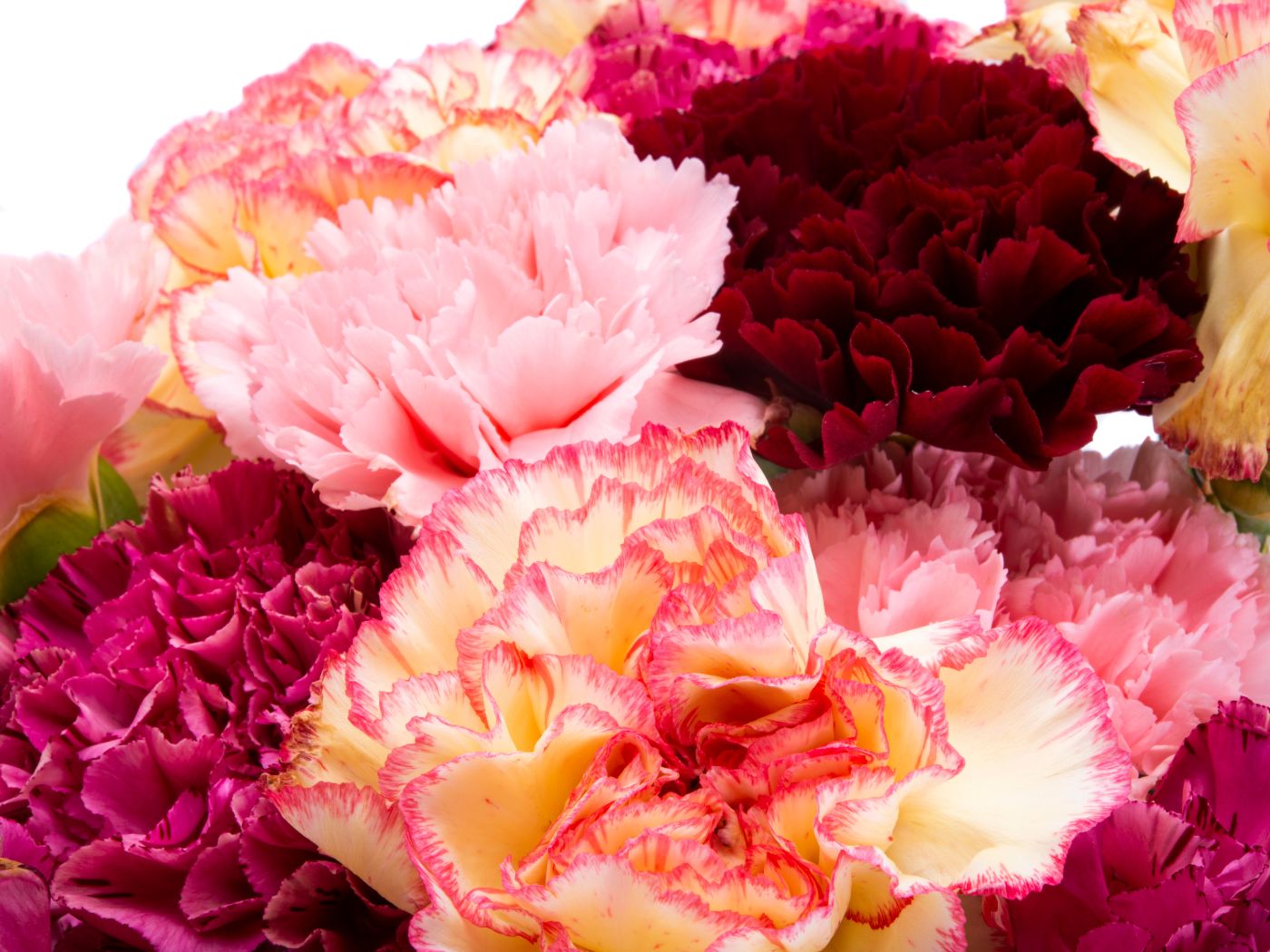 National Carnation Day | January 29 - Calendarr