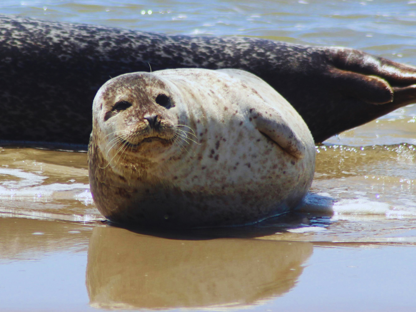 Dia Internacional da Foca | 22 de Março - Calendarr